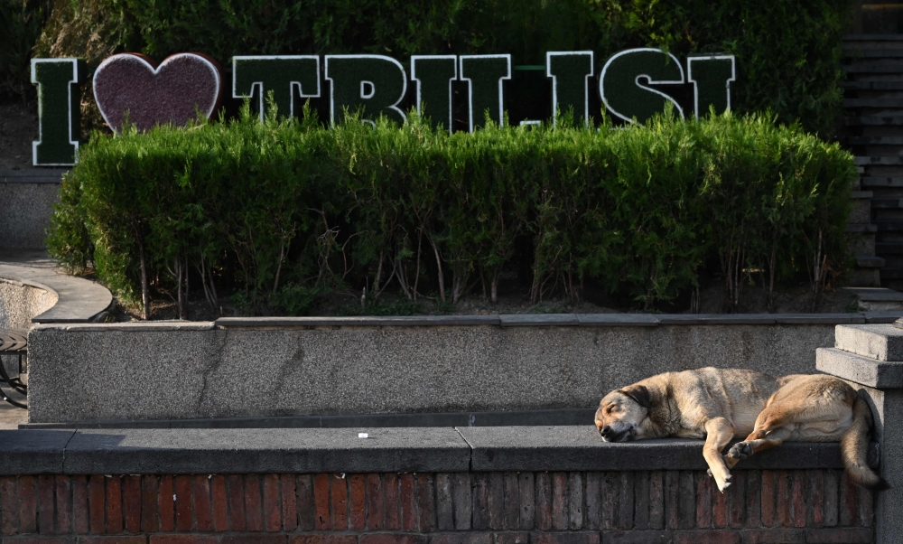 Tbilisi’s street dogs in Georgia: Adored, feared and everywhere | Malay ...