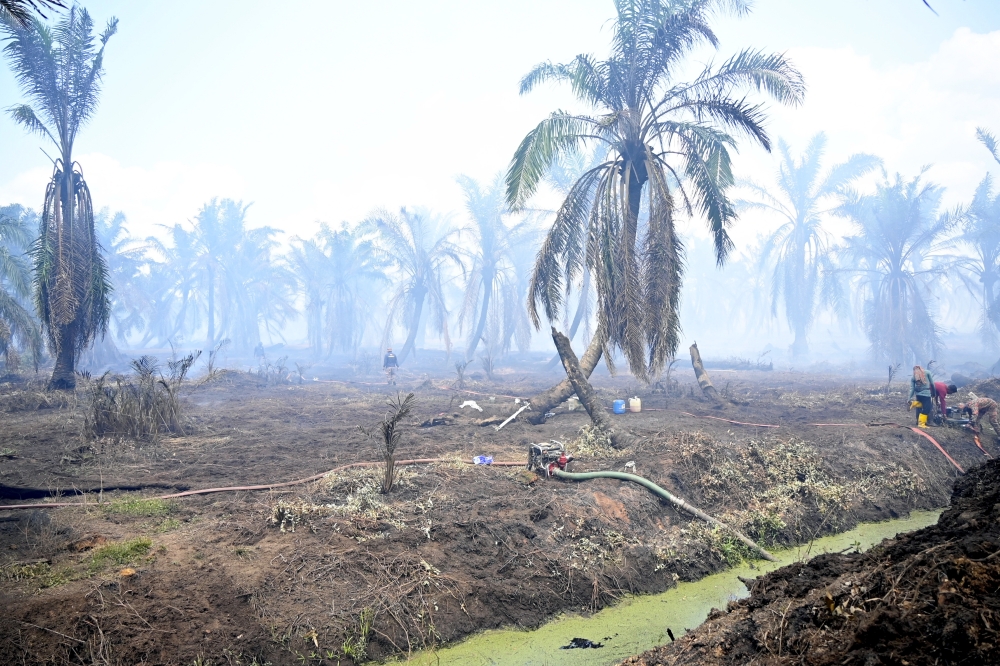 Fire rages through Simpang Renggam oil palm and pineapple plantations ...