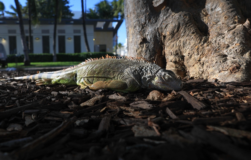 Iguanas fall from trees in Florida as icy weather bites southern US
