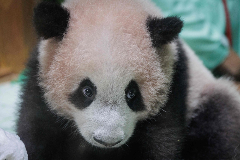 Meet Rio: Indonesia’s first giant panda born in captivity is ready for ...