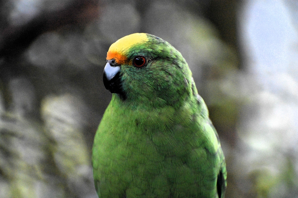 Love birds: Twice-extinct parakeet gets lifeline from randy pair - Newswav