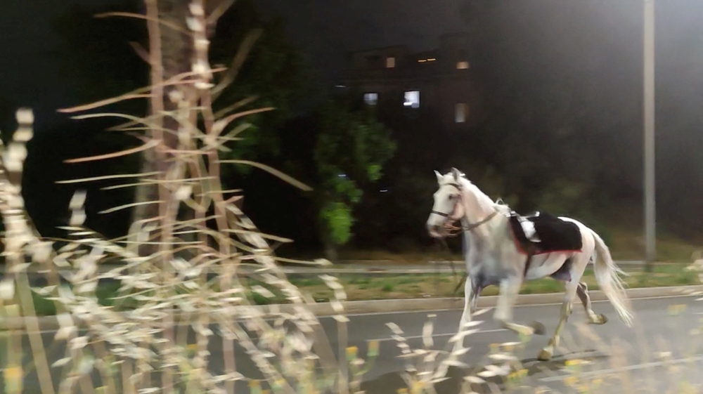 From parade drill to pandemonium: Horses gallop 14km through Rome after ...
