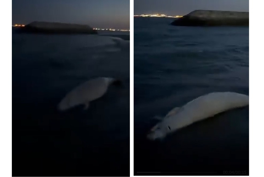 Dead juvenile dugong found off Singapore’s Bedok Jetty, first local ...