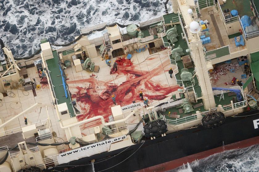 Japan cancels next Antarctic whaling hunt, says official | Malay Mail