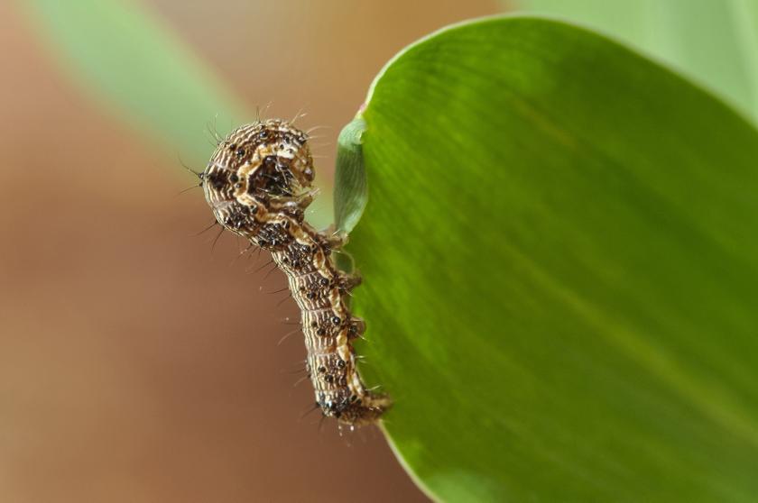 New threat to Brazil’s breadbasket: A pesky caterpillar | Malay Mail