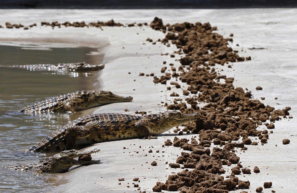 Zimbabwe crocs go veggie for high fashion | Malay Mail