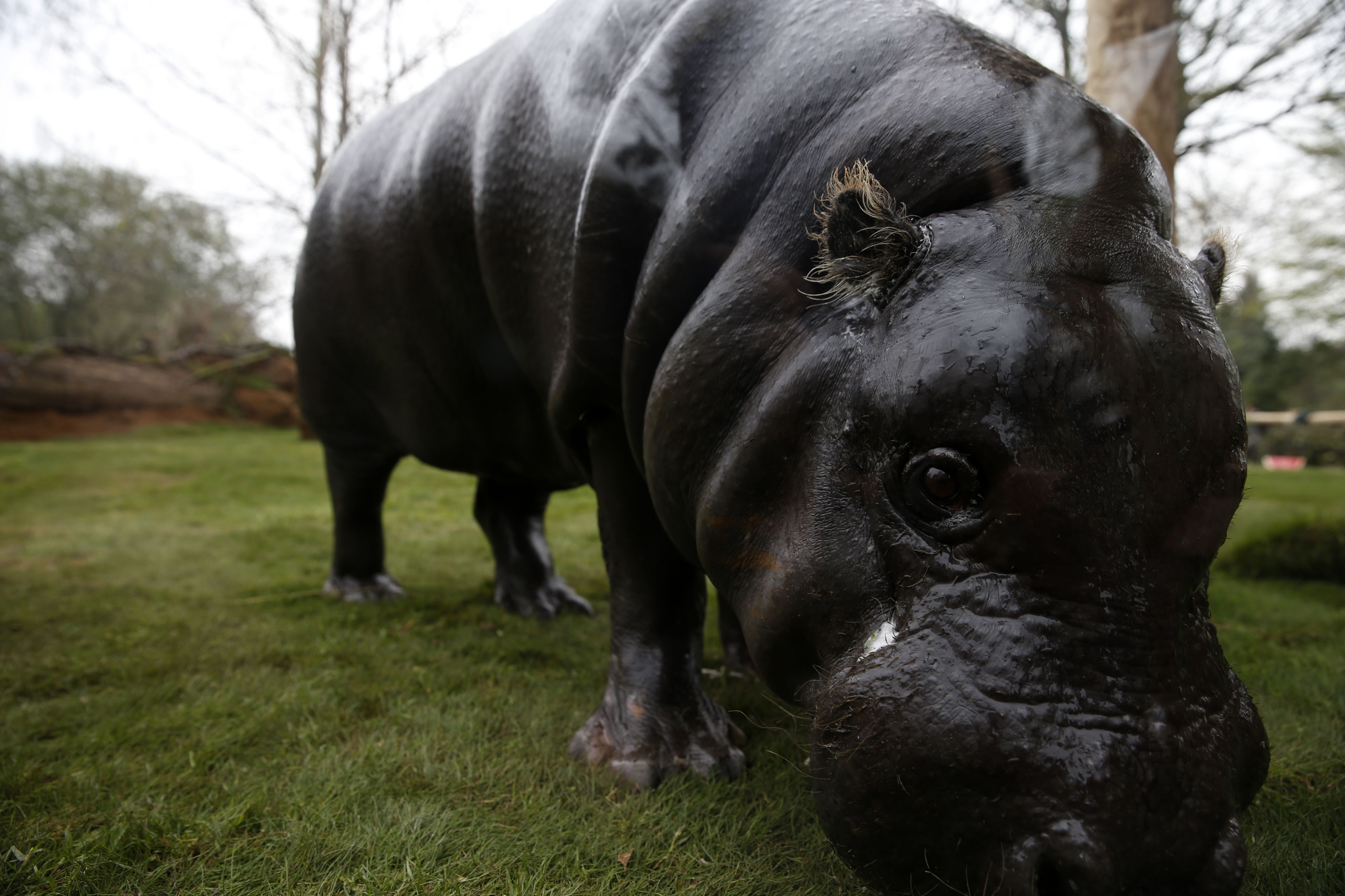 The hippos that druglord Pablo Escobar left behind | Malay Mail
