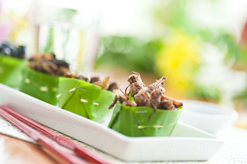 British wine experts create guide on how to pair edible insects with ...
