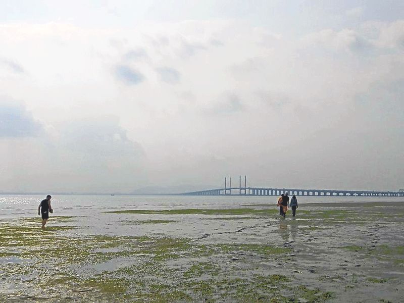 Reclamation works put Penang green lung in peril | Malay Mail