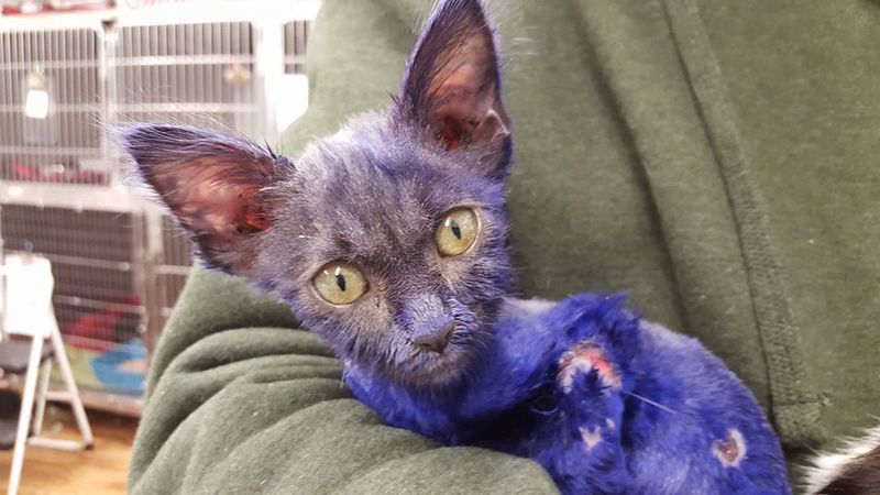 Purple kitten with multiple puncture wounds miraculously survives ...