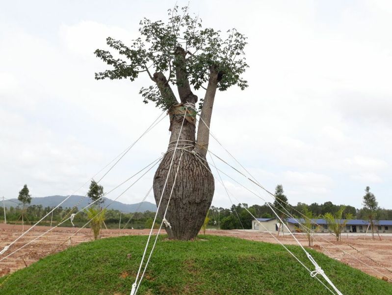 RM180,000 Brazillian tree in Terengganu dies | Malay Mail