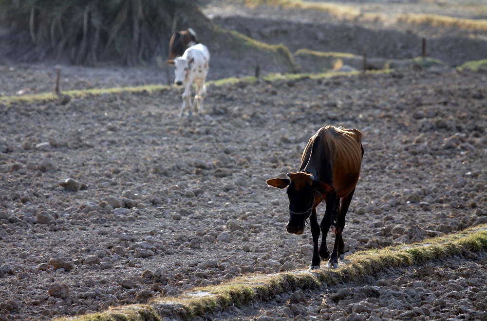 Iraqi farmers fight to save cattle from drought | Malay Mail