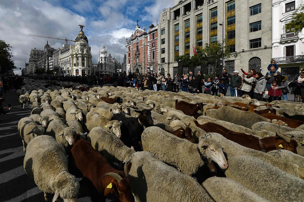 Spanish shepherds guide hundreds of sheep across Madrid | Malay Mail