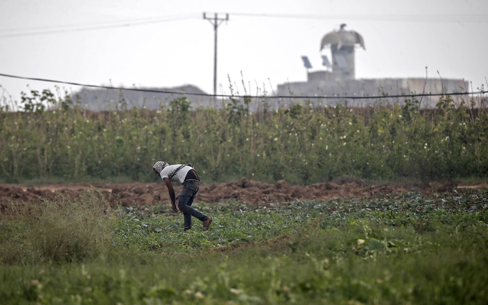 Gaza fields, ravaged by Israeli herbicides, bloom again | Malay Mail