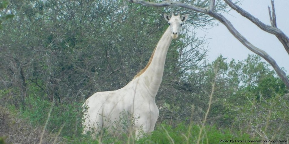 Two of Kenya’s rare white giraffes found dead, leaving only one of its ...