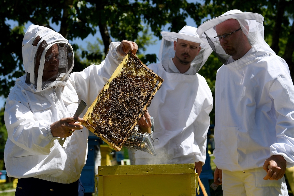 Lockdown gives Albanian beekeepers a ‘golden year’ | Malay Mail