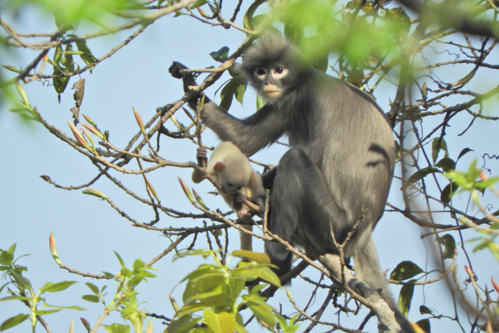 Newly discovered primate in Myanmar ‘already facing extinction’ | Malay ...