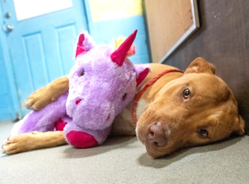 Sisu the stray dog finds new home accompanied by plush toy he tried to ...