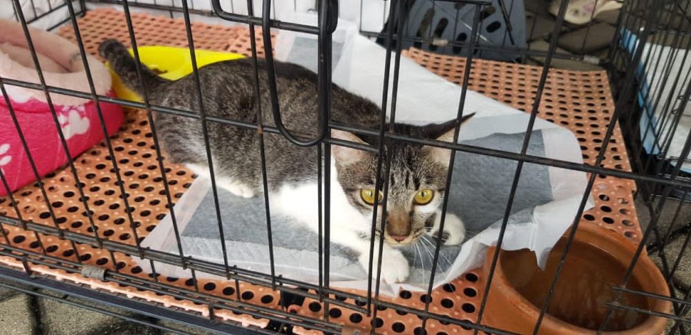 Ipoh-based animal NGO to hold second adoption drive this Sunday after ...