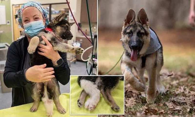 German Shepherd born with extra limbs and organs recovering after ...