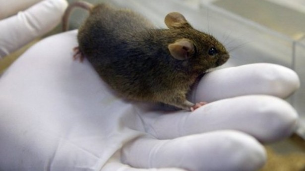 Lab mice breakthrough offers Alzheimer's hope | Malay Mail