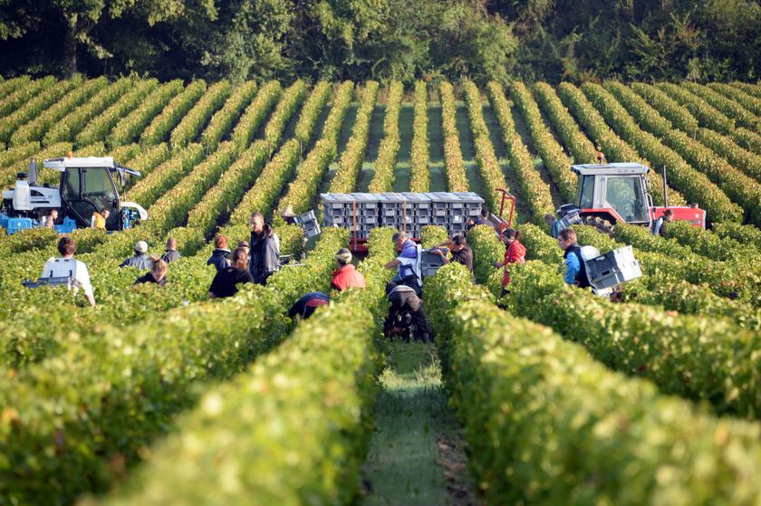 Bordeaux 2013 'uneven' but no disaster, say producers | Malay Mail