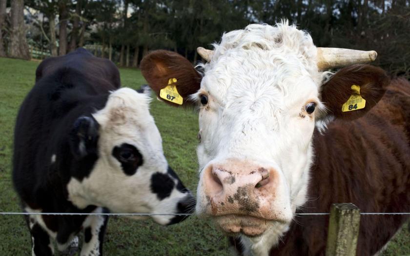 No sperm impact for bulls from Fukushima radiation, says study | Malay Mail