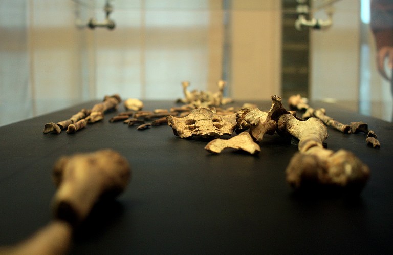 Australian builders unearth city fossil trove | Malay Mail