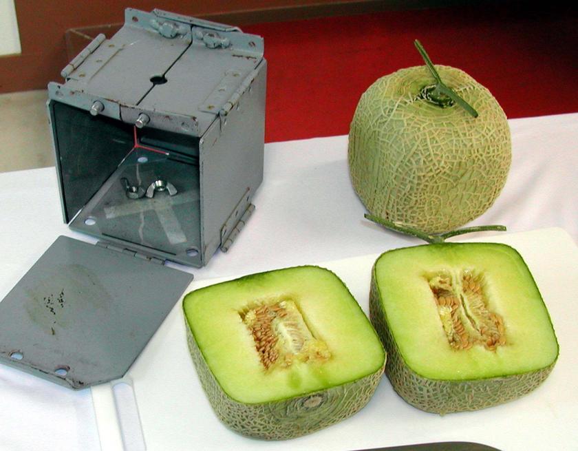 Japan's luxury fruit masters grow money on trees | Malay Mail