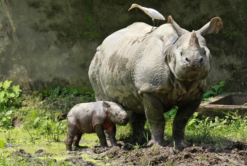 Kenya to microchip all rhinos’ horns to beat poachers | Malay Mail
